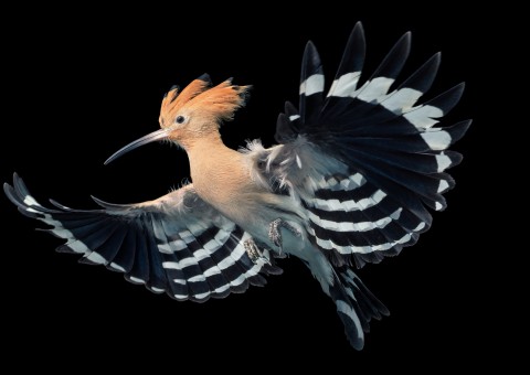 Birds - Tim Flach